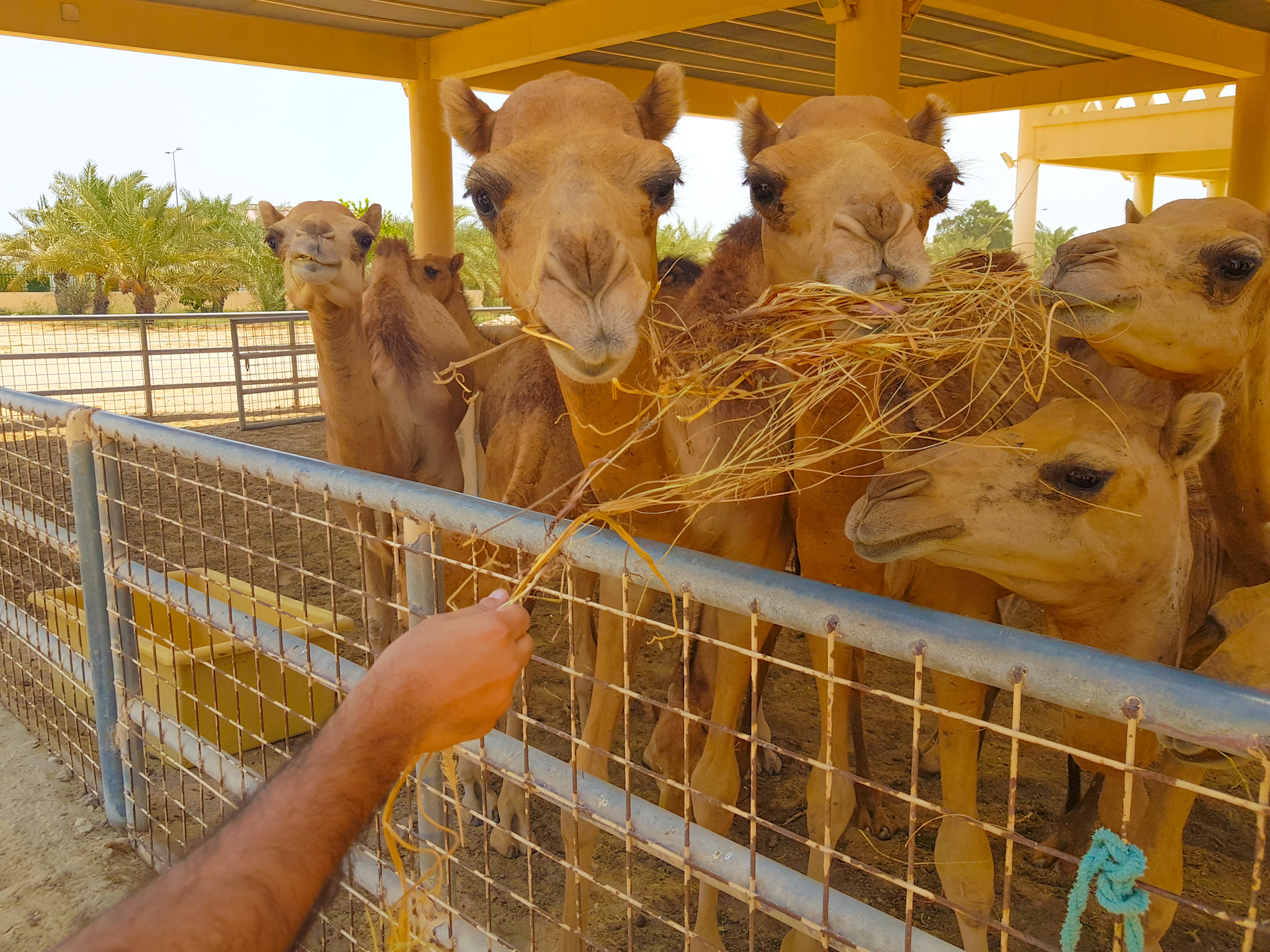 Things To Do In Bahrain In One Day | Bahrain Blog Must Visit